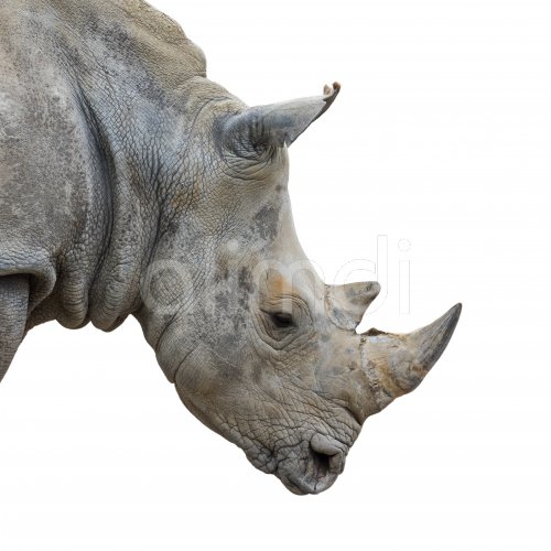 Close-up portrait of white rhinoceros / white rhino (Ceratotherium ...