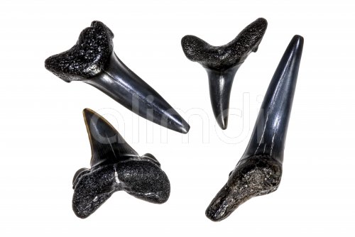 Different species of Eocene shark teeth fossils against white ...