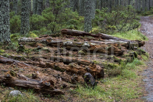 Pile of decaying pine tree trunks left to rot on forest floor as dead ...