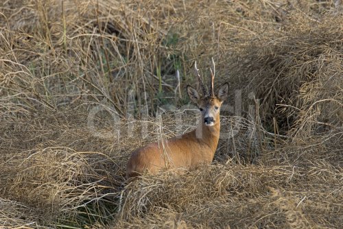 European roe deer (Capreolus capreolus) male / buck / roebuck foraging ...