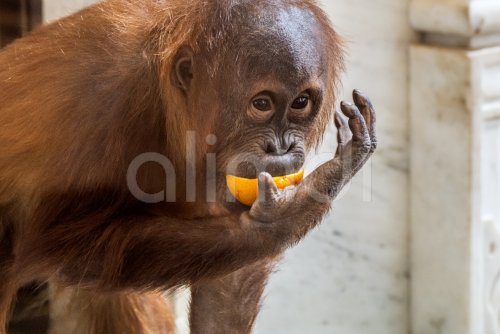 Close-up portrait of young Sumatran orangutan (Pongo abelii) eating ...