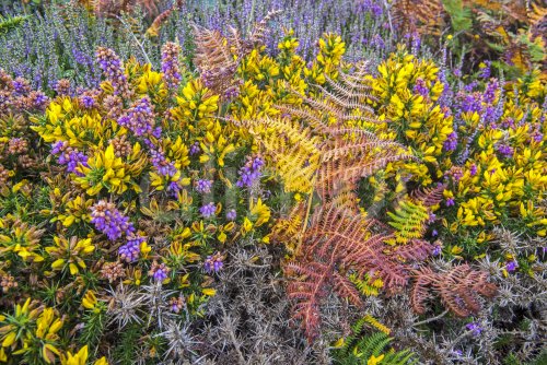 Bell heather (Erica cinerea) and western gorse / dwarf furze (Ulex ...