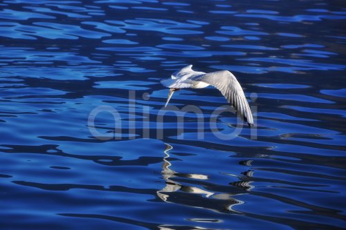 Bird Flying over the Water with Reflection. stock image - alimdi
