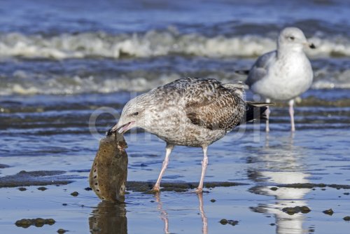 European herring gull (Larus argentatus) juvenile feeding on dead ...