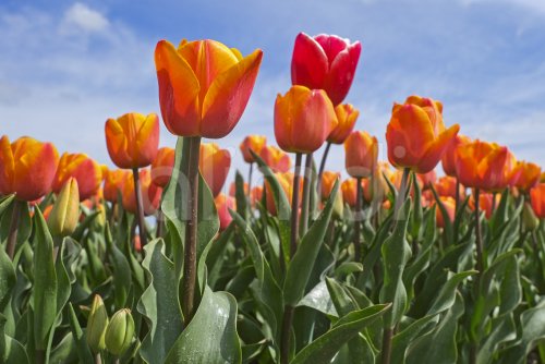Worm's eye view over orange tulips in Dutch tulip field in spring at ...