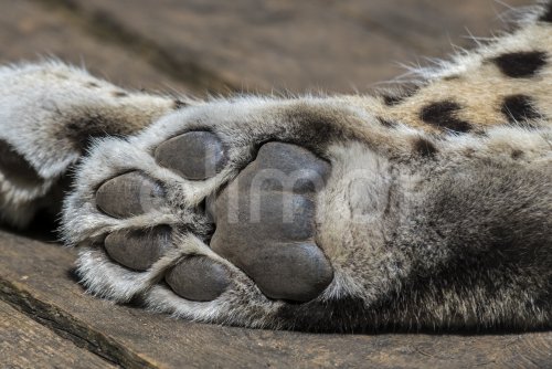 Persian leopard, close-up of rear paw of hindlimb / hindfoot / hind leg ...